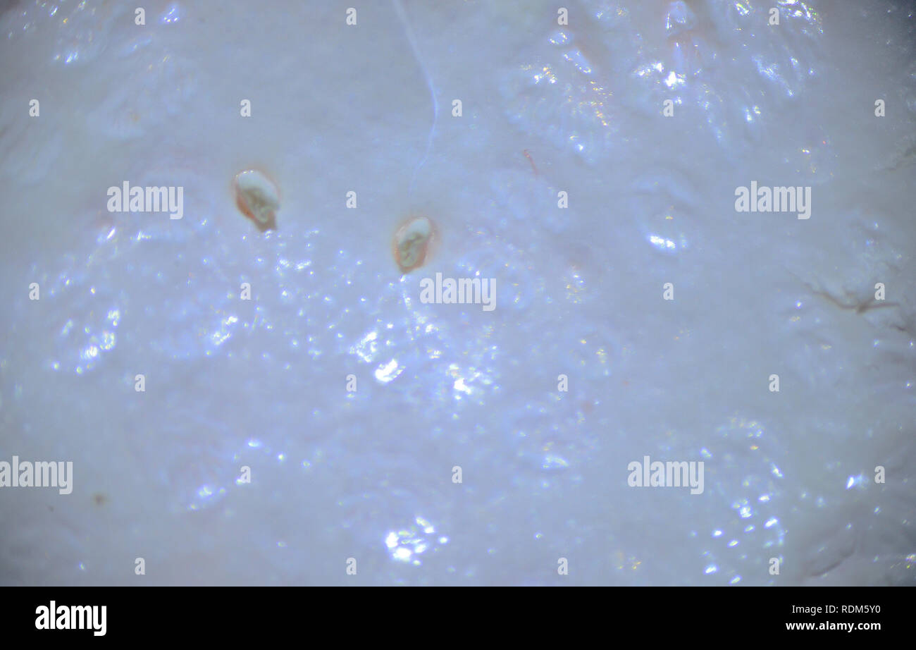 Crab Shell - Underside Stock Photo - Alamy