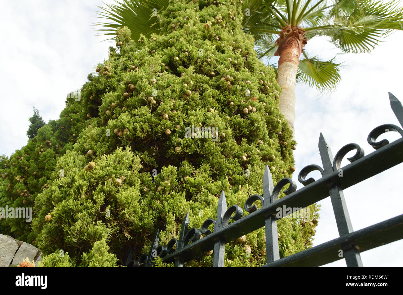 Palm trees and cypresses with cones in the Park against the blue sky ...