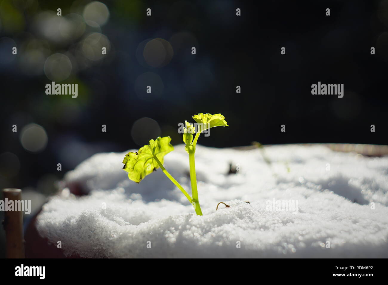 Paradoxicalphoto hi-res stock photography and images - Alamy