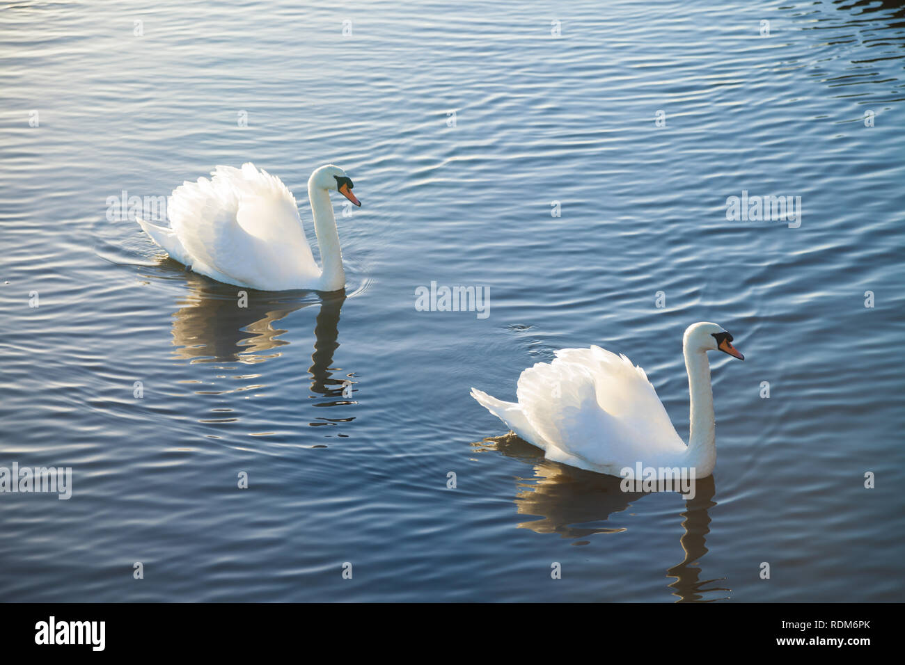 Two white swans swimming together Stock Photo - Alamy