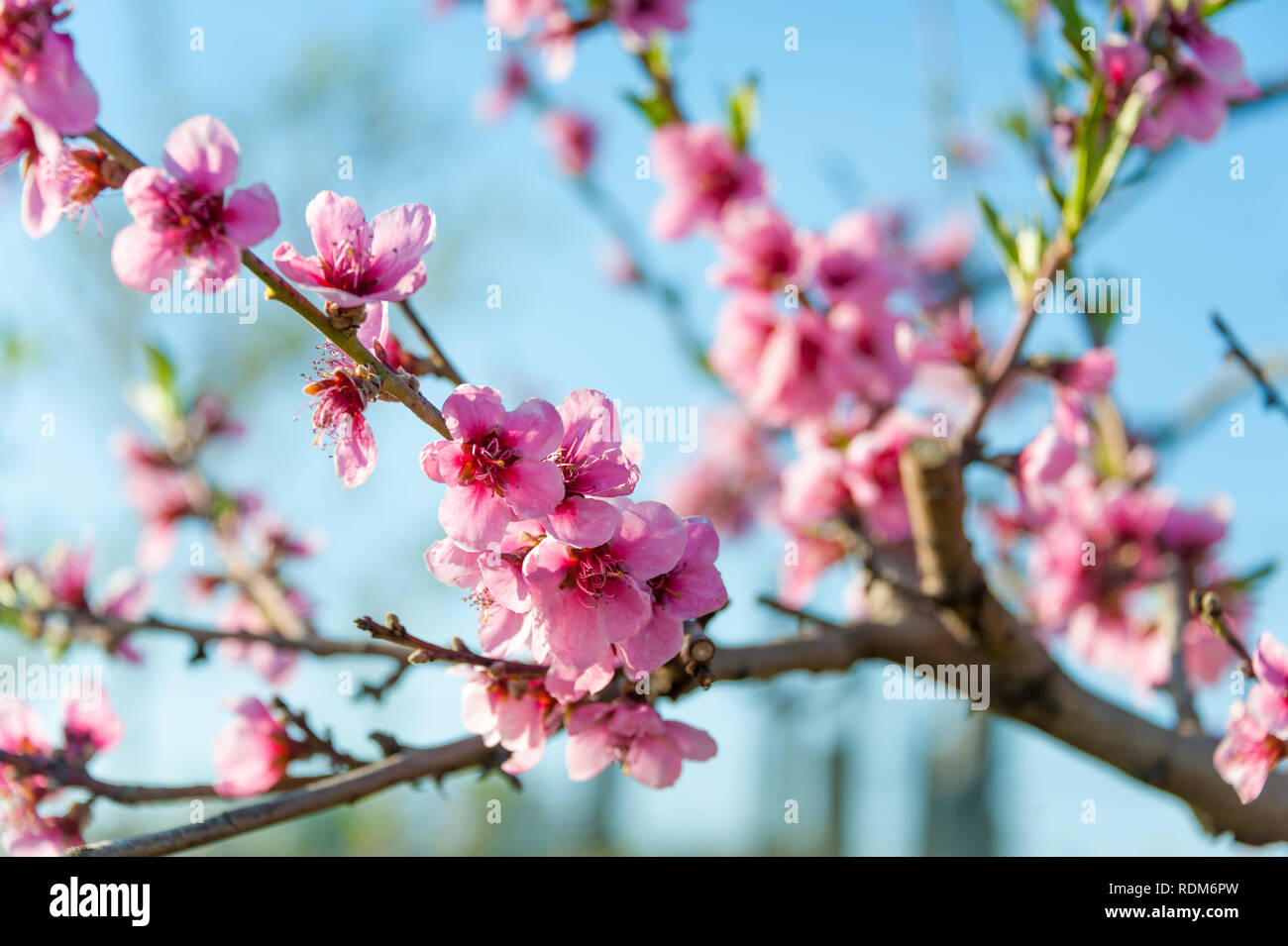 Peach tree in full blossom. Tree in bloom in spring. Peach flowers on a ...