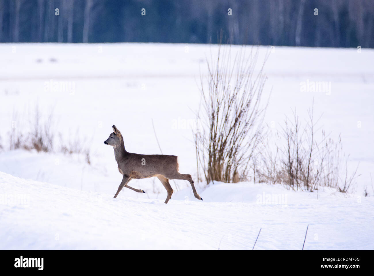 Slippery animals hi-res stock photography and images - Alamy