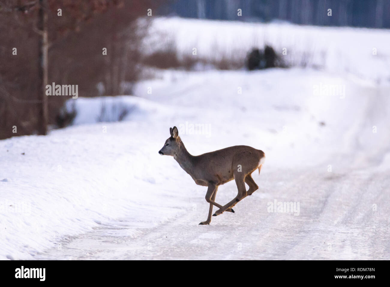 Slippery animals hi-res stock photography and images - Alamy