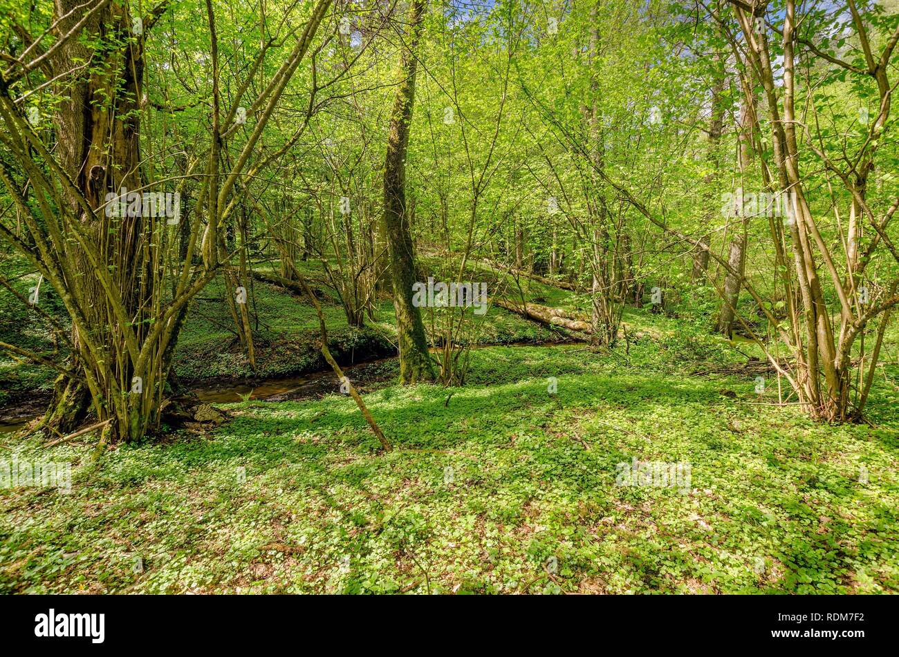 Stream in masurian forest. Historic border between the polish Prince ...