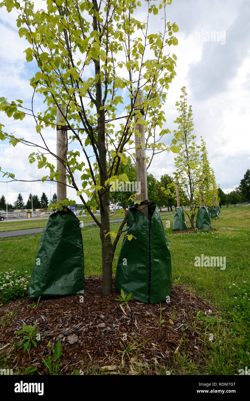 planting trees in the city along the sidewalk Stock Photo - Alamy
