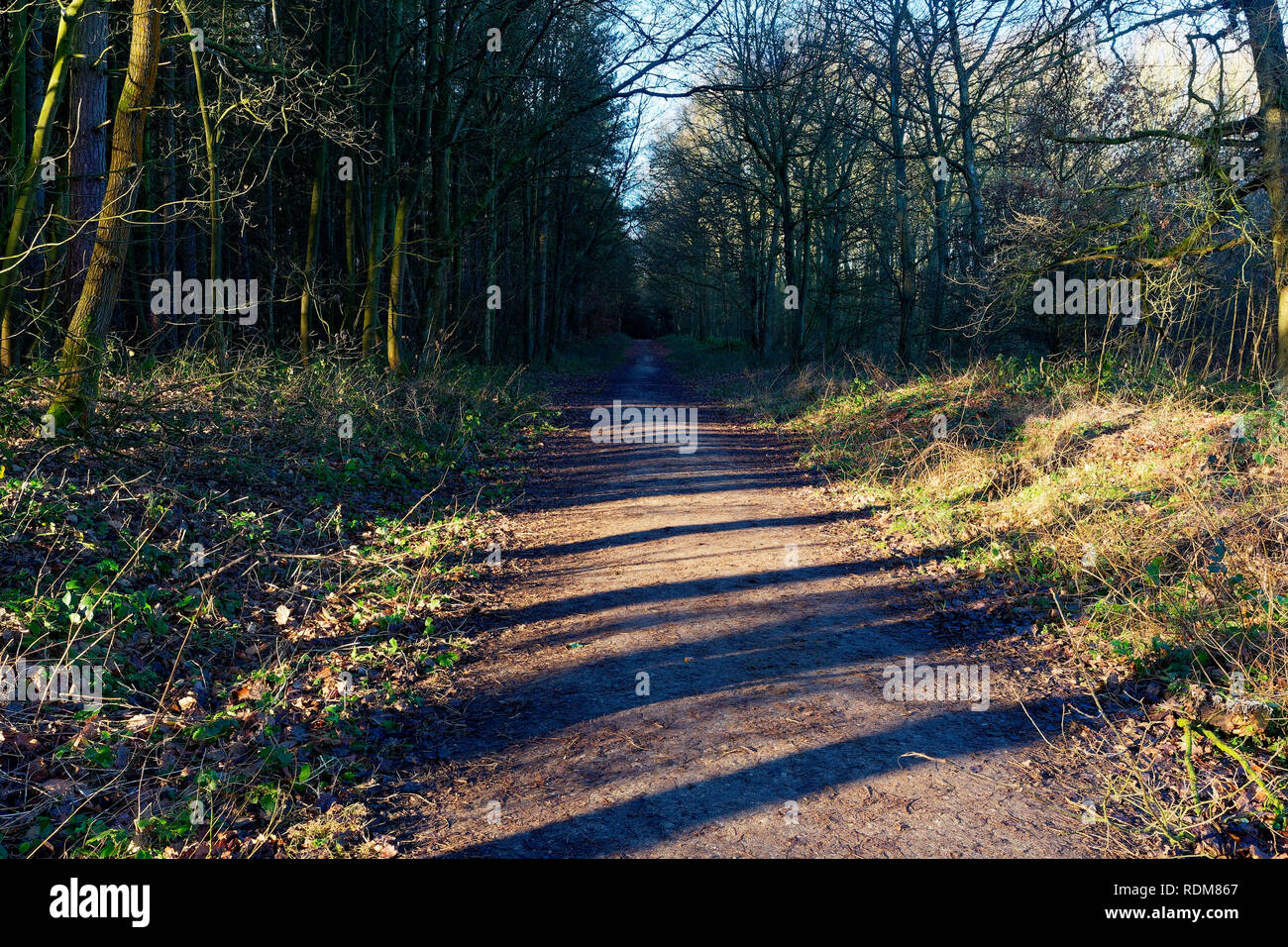 Long woodland footpath passes from sunlight to shade between rows of ...