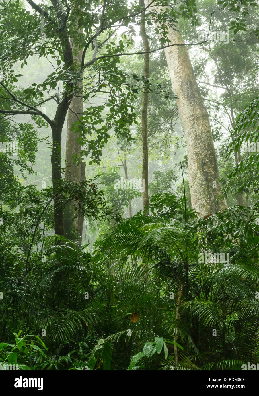 Rain forest of india hi-res stock photography and images - Alamy