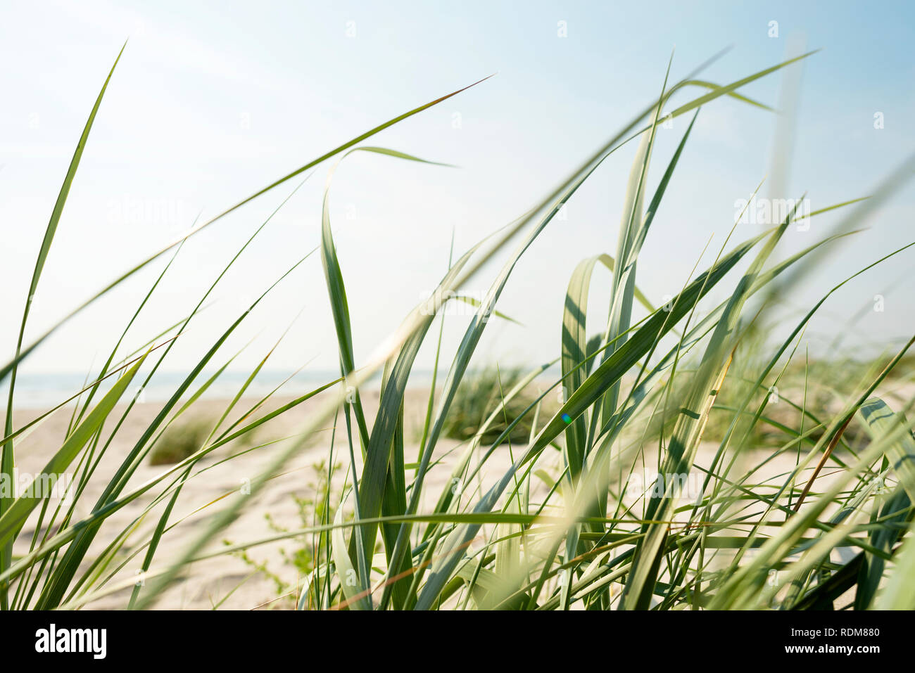 Beach grass close up green hi-res stock photography and images - Alamy