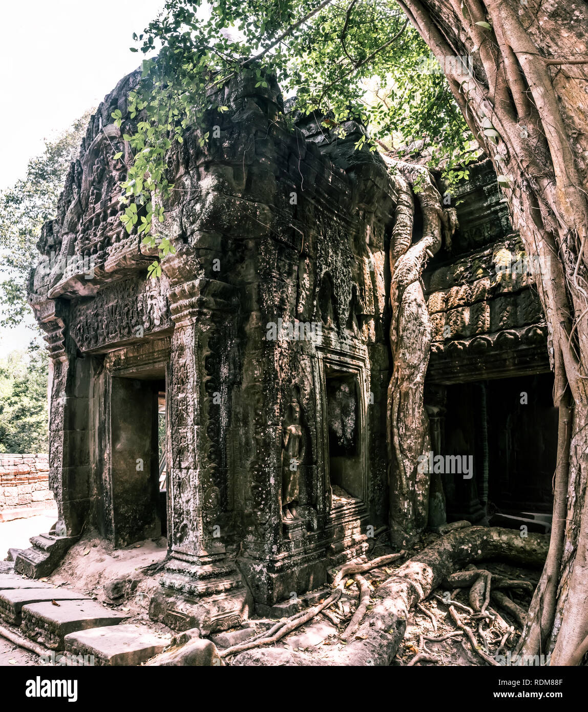 Giant tree and roots in temple Ta Prom Angkor wat Cambodia landmark ...
