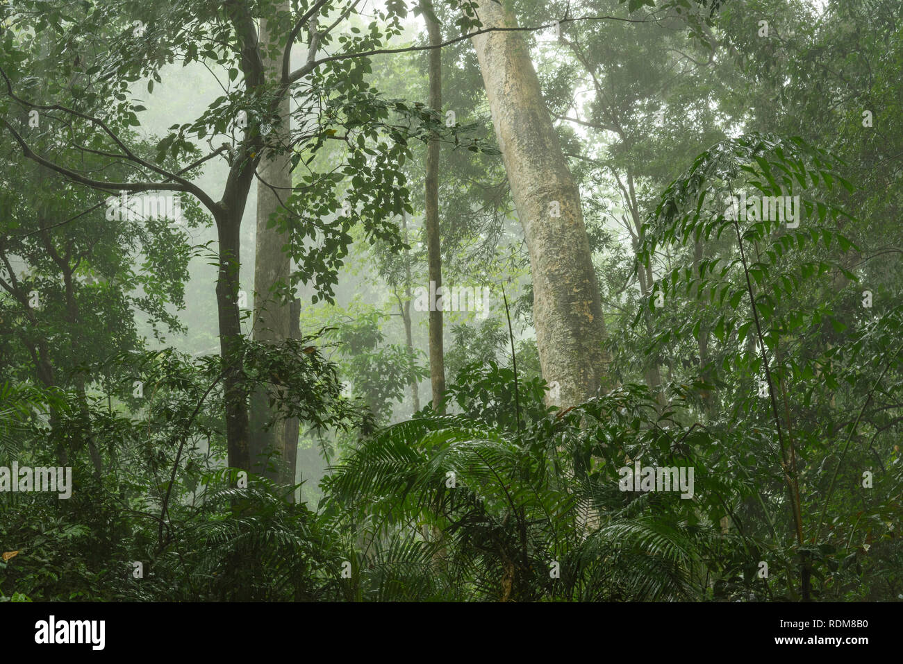 Rain Forest Of India High Resolution Stock Photography and Images - Alamy