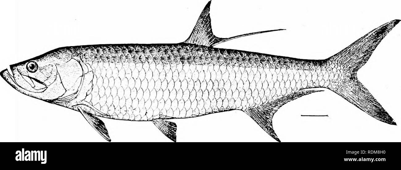 White fleshed fish Black and White Stock Photos & Images - Alamy