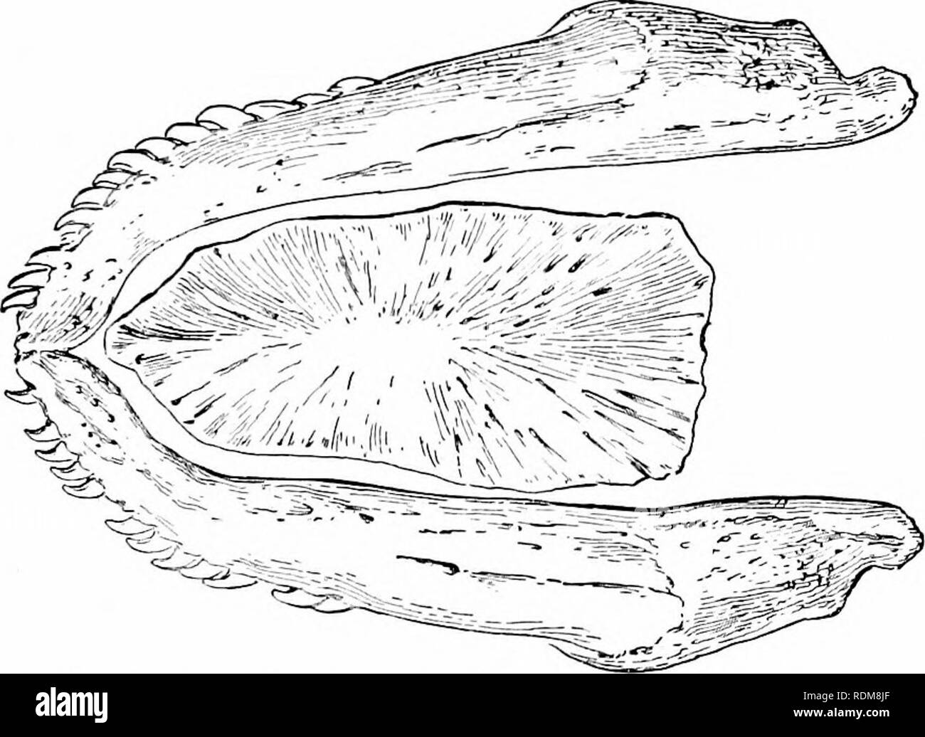 Cycloid scales hi-res stock photography and images - Alamy