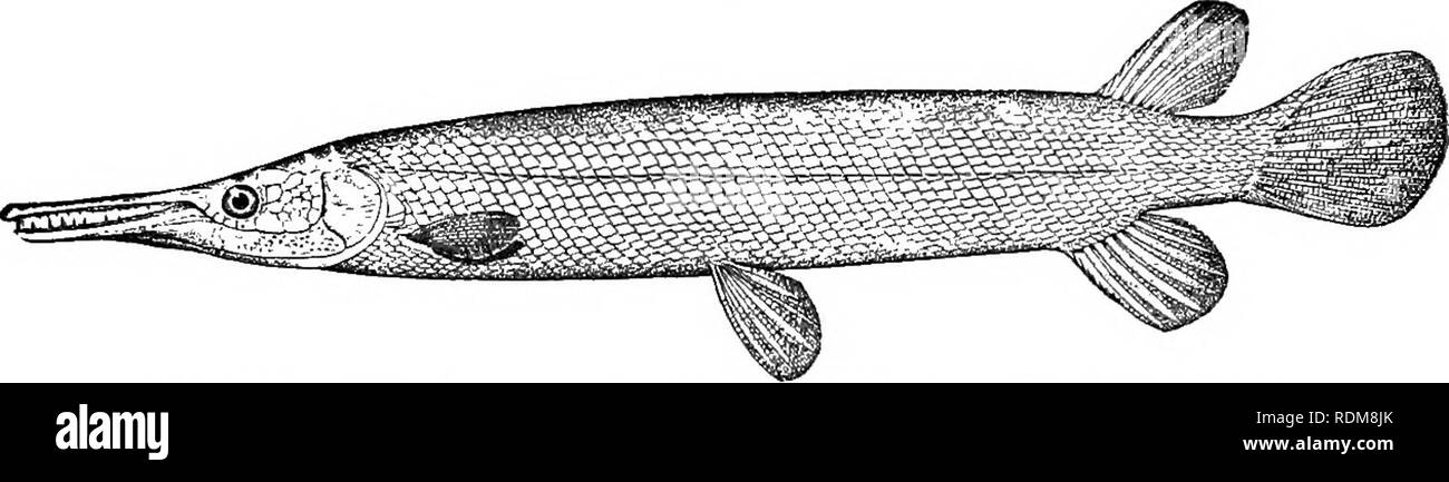 Gar Drawing