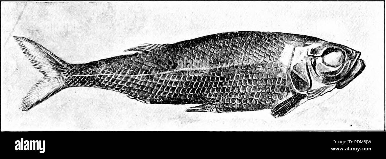 . A guide to the study of fishes. Fishes; Zoology; Fishes. The Ganoids ...