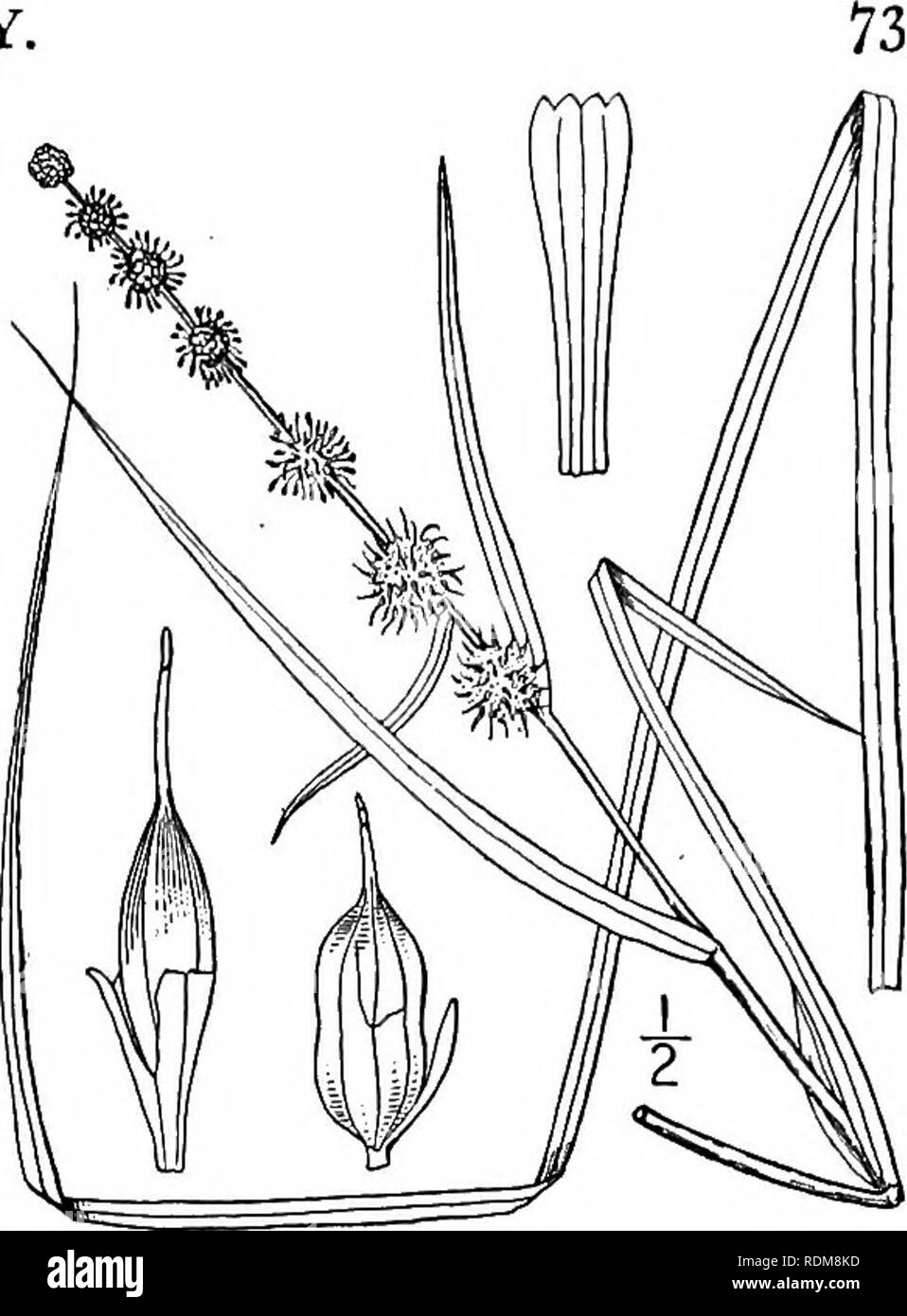 Floating bur reed sparganium angustifolium Black and White Stock Photos ...