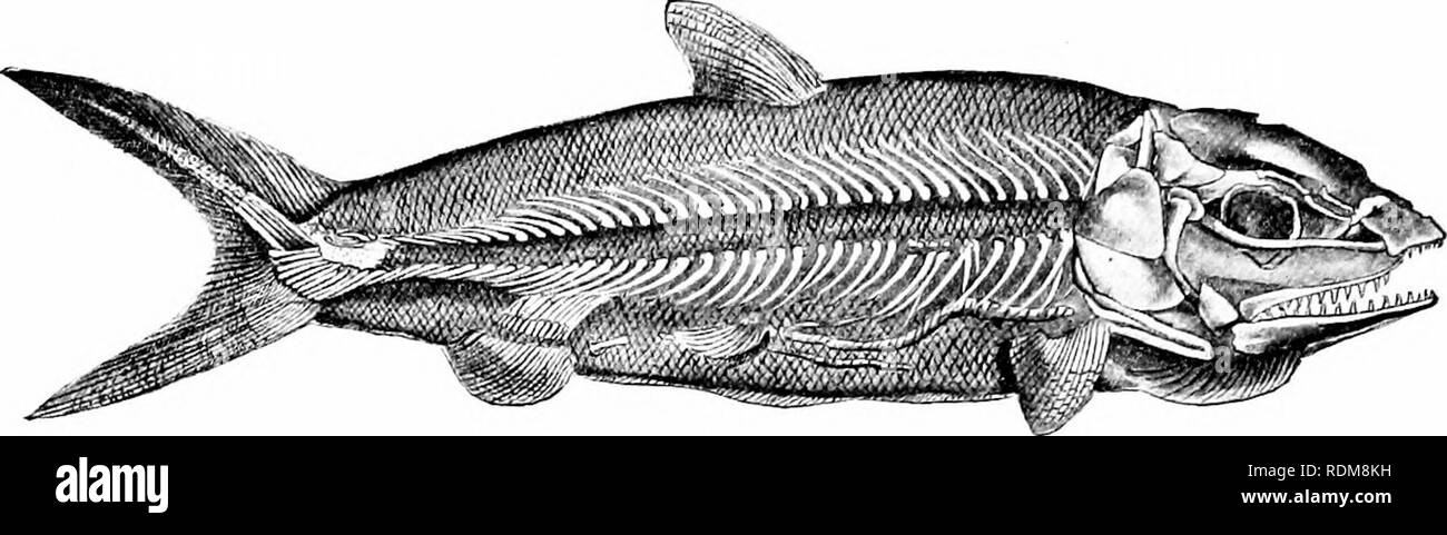 . A guide to the study of fishes. Fishes; Zoology; Fishes. 28 The ...