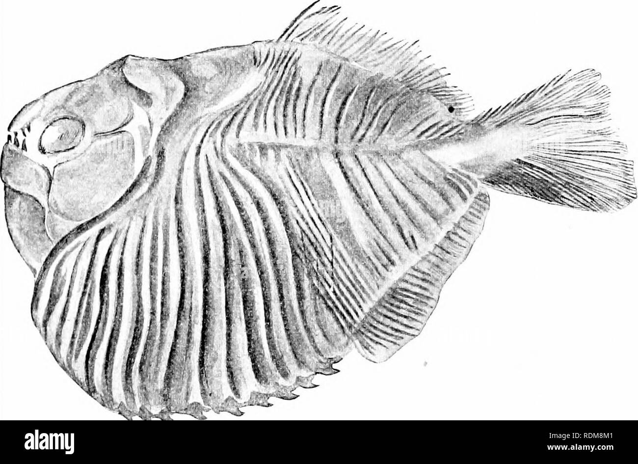 . A guide to the study of fishes. Fishes; Zoology; Fishes. 26 The ...