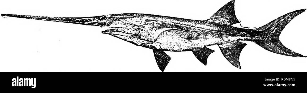 Gill rakers Cut Out Stock Images & Pictures - Alamy