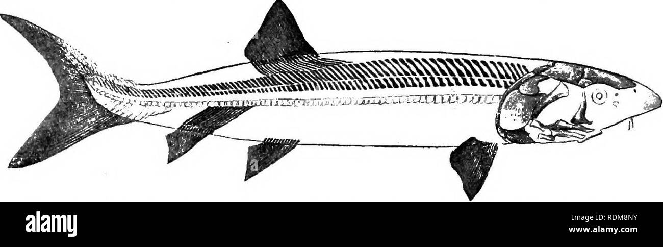 . A guide to the study of fishes. Fishes; Zoology; Fishes. I 8 The ...