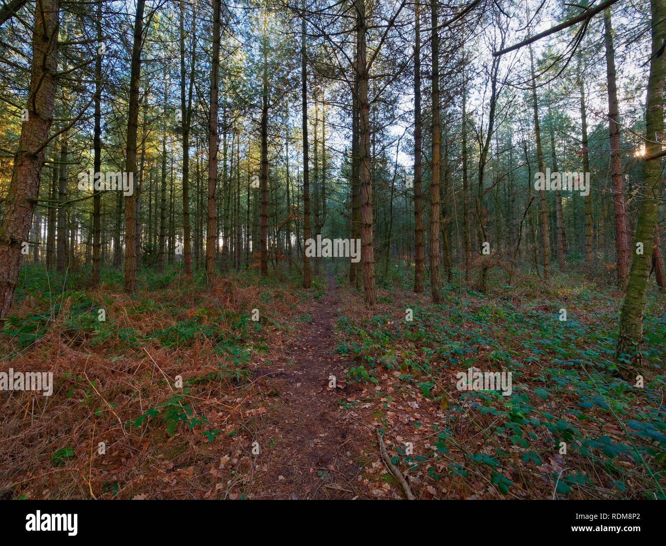 A narrow muddy path passes through dark, damp woodland on a winters ...
