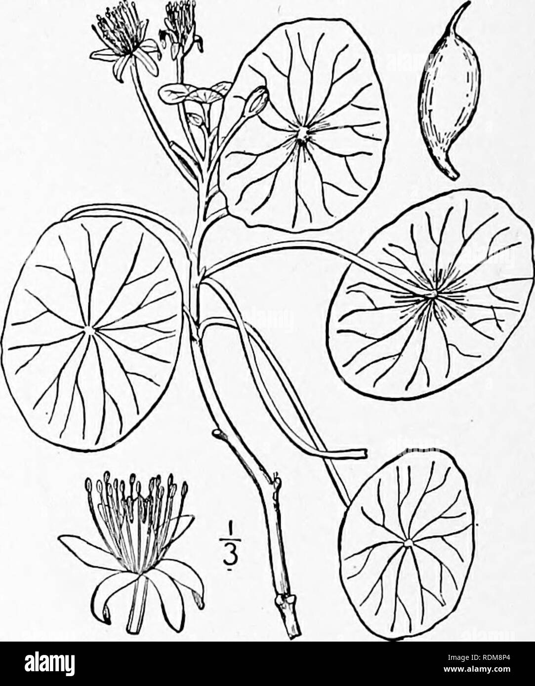 Palmately dissected leaves Black and White Stock Photos & Images - Alamy