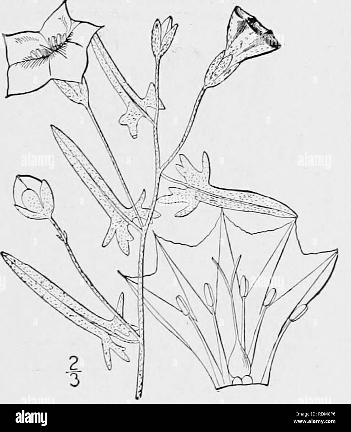 Hastate leaves Black and White Stock Photos & Images - Alamy