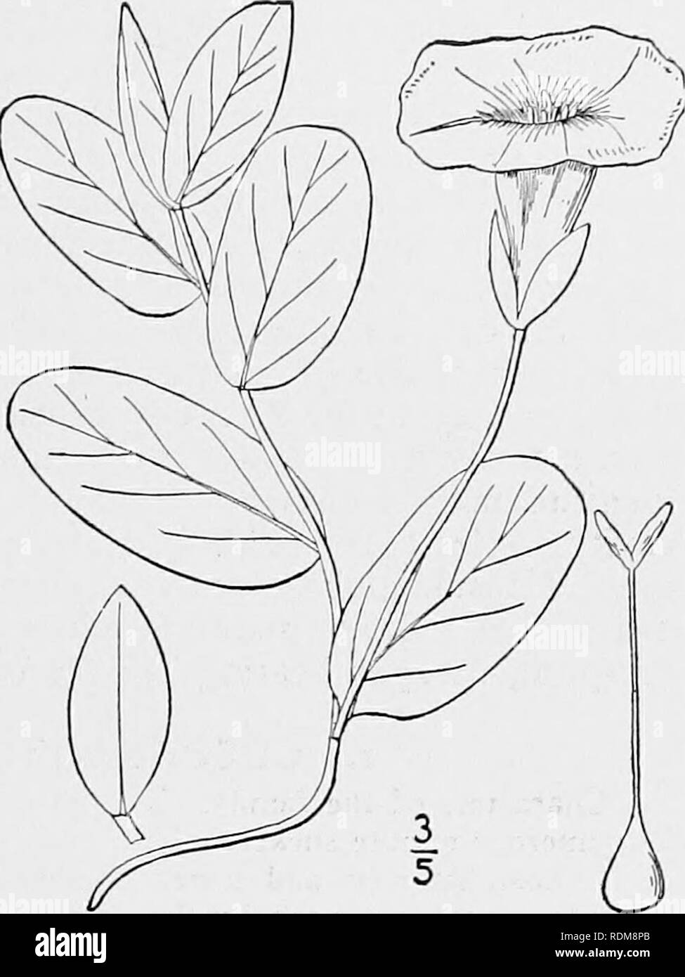 Hastate leaves Black and White Stock Photos & Images - Alamy