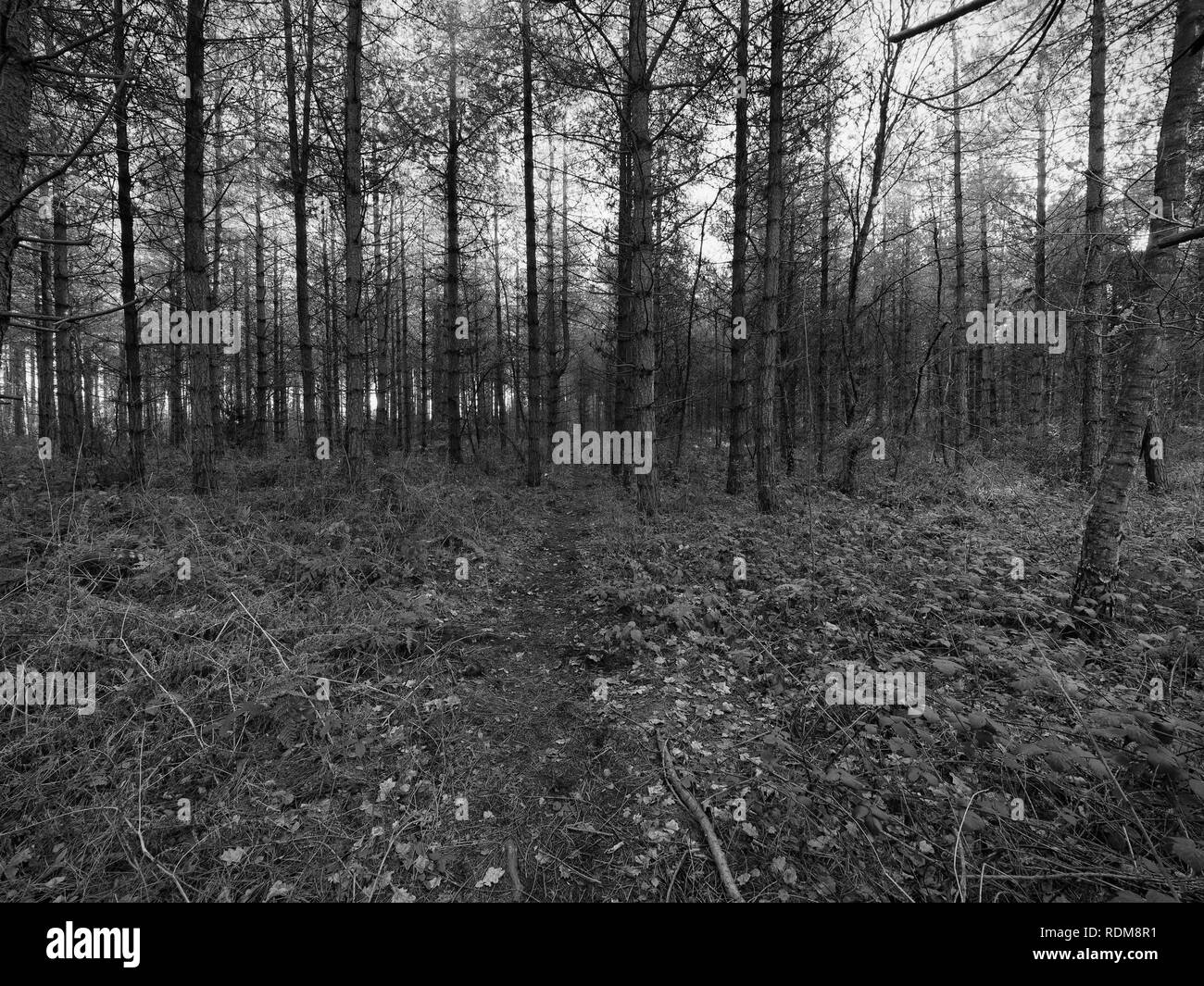 On a winters morning in a dark damp forest a narrow muddy footpath ...