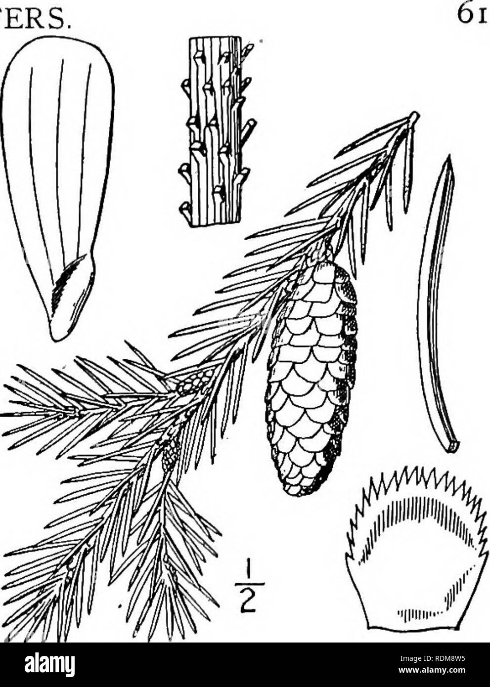 Pinus alba Black and White Stock Photos & Images - Alamy