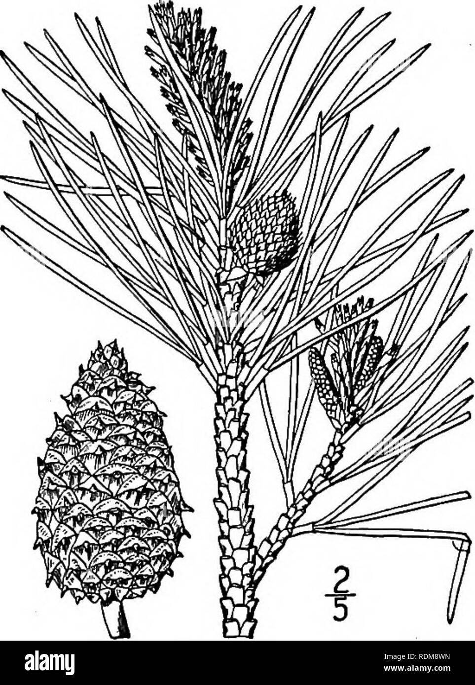 Pine Diagram