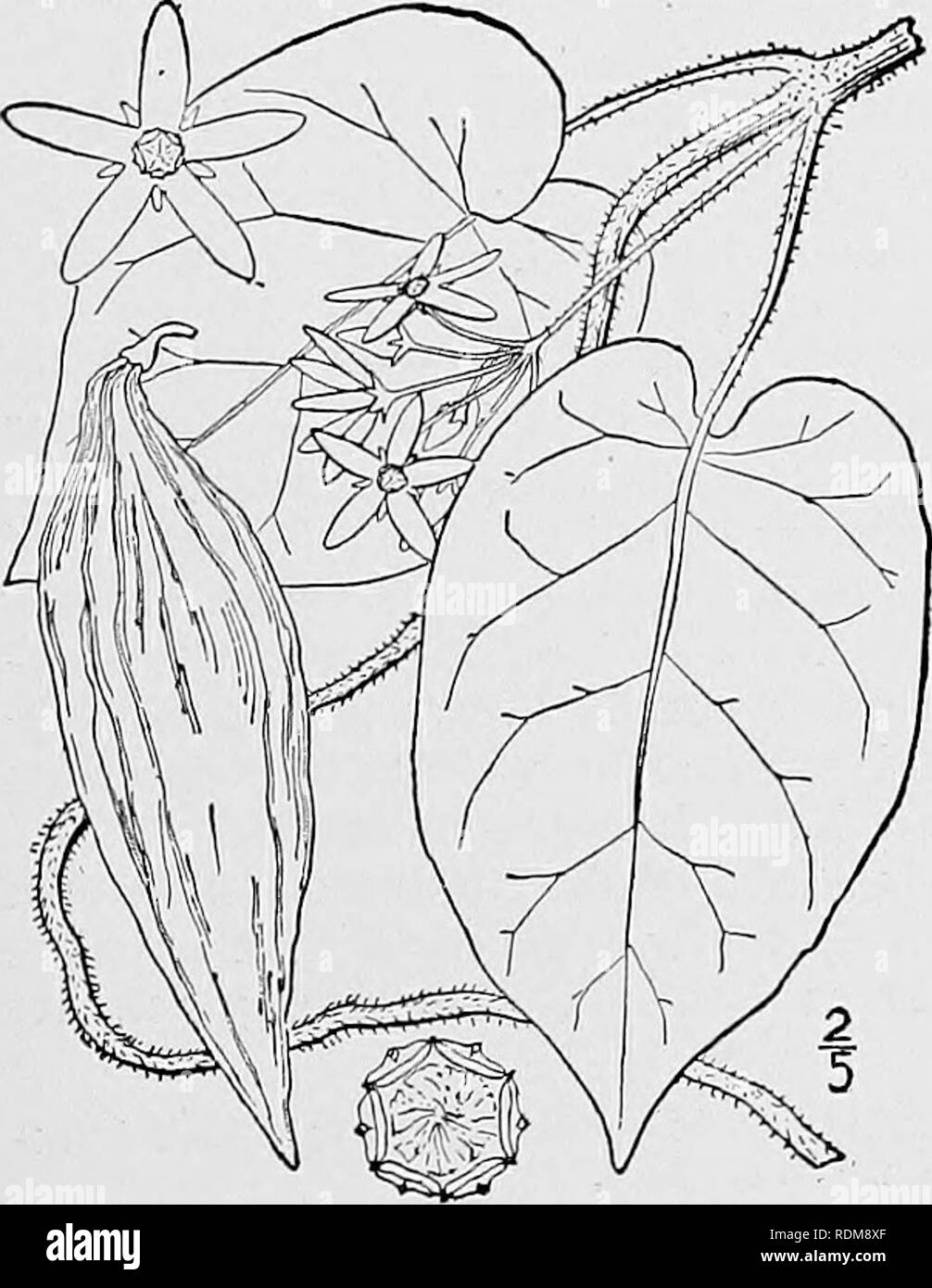 Twining milkweed hi-res stock photography and images - Alamy