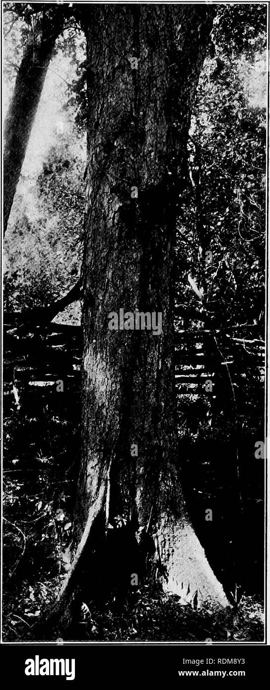 Sickle shaped leaves Black and White Stock Photos & Images - Alamy
