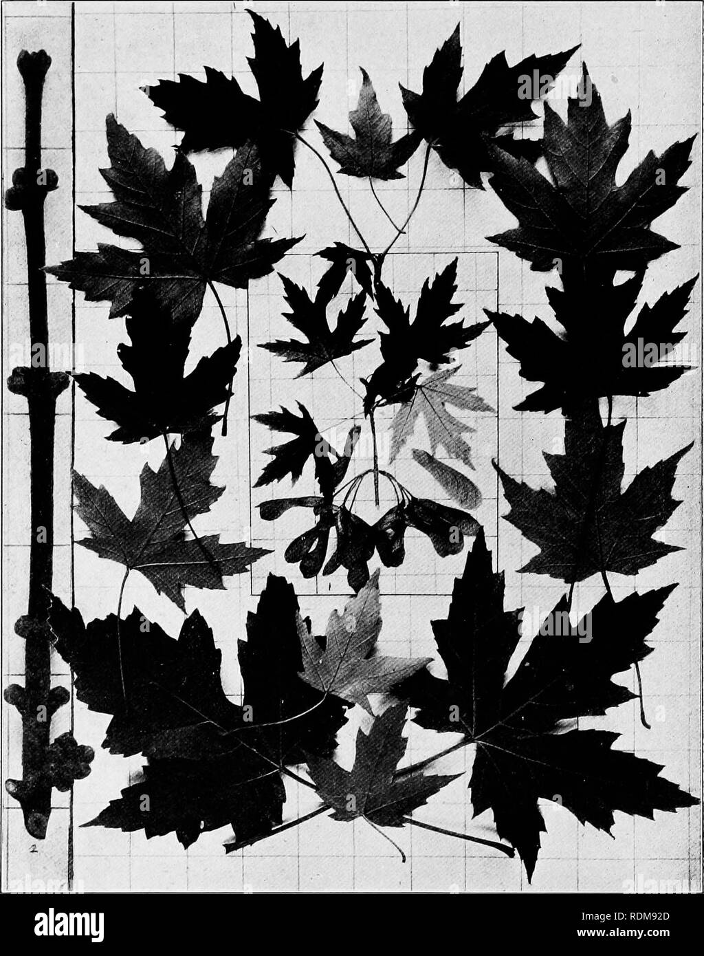 Black Maple Tree Leaf