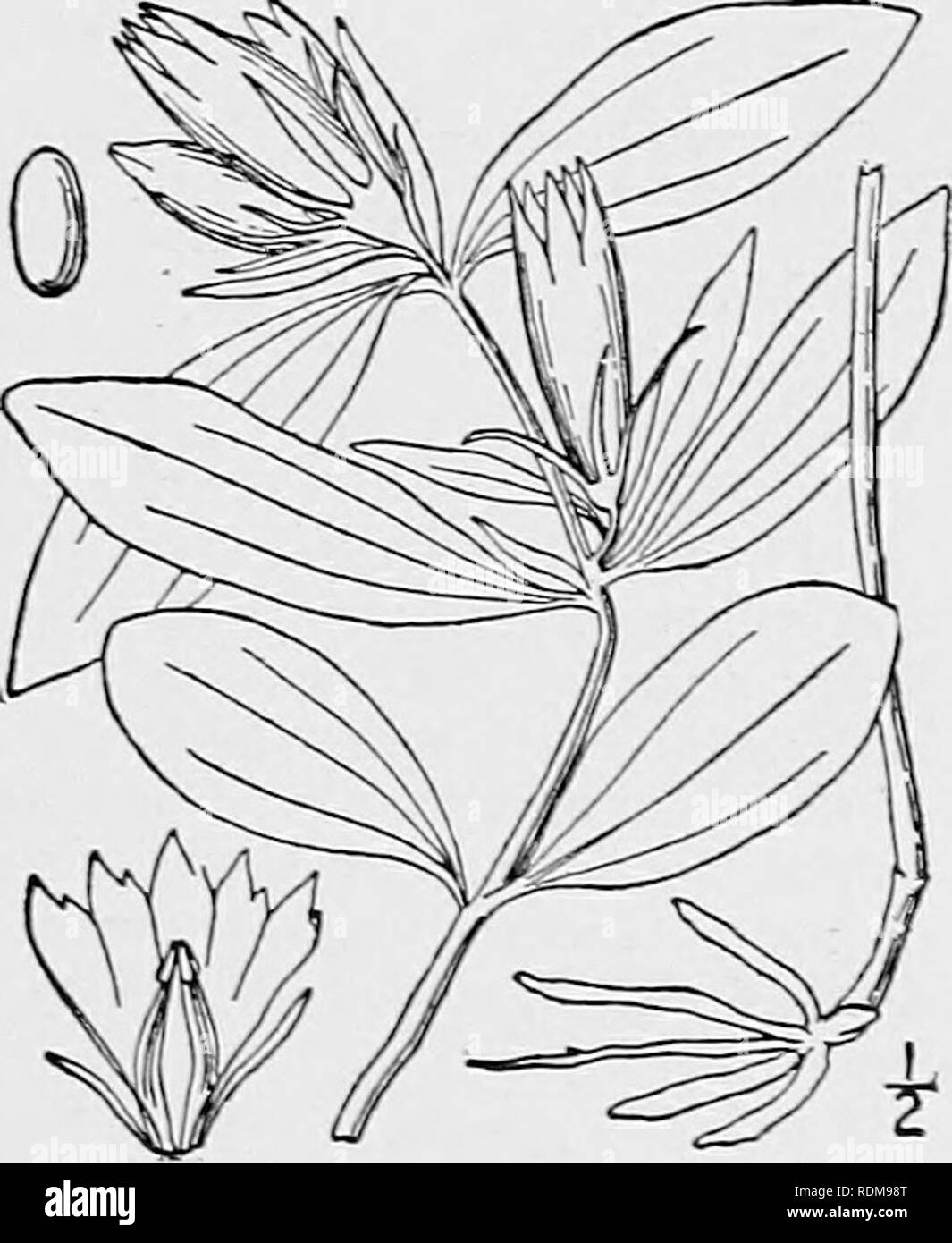 Smooth margined hi-res stock photography and images - Alamy