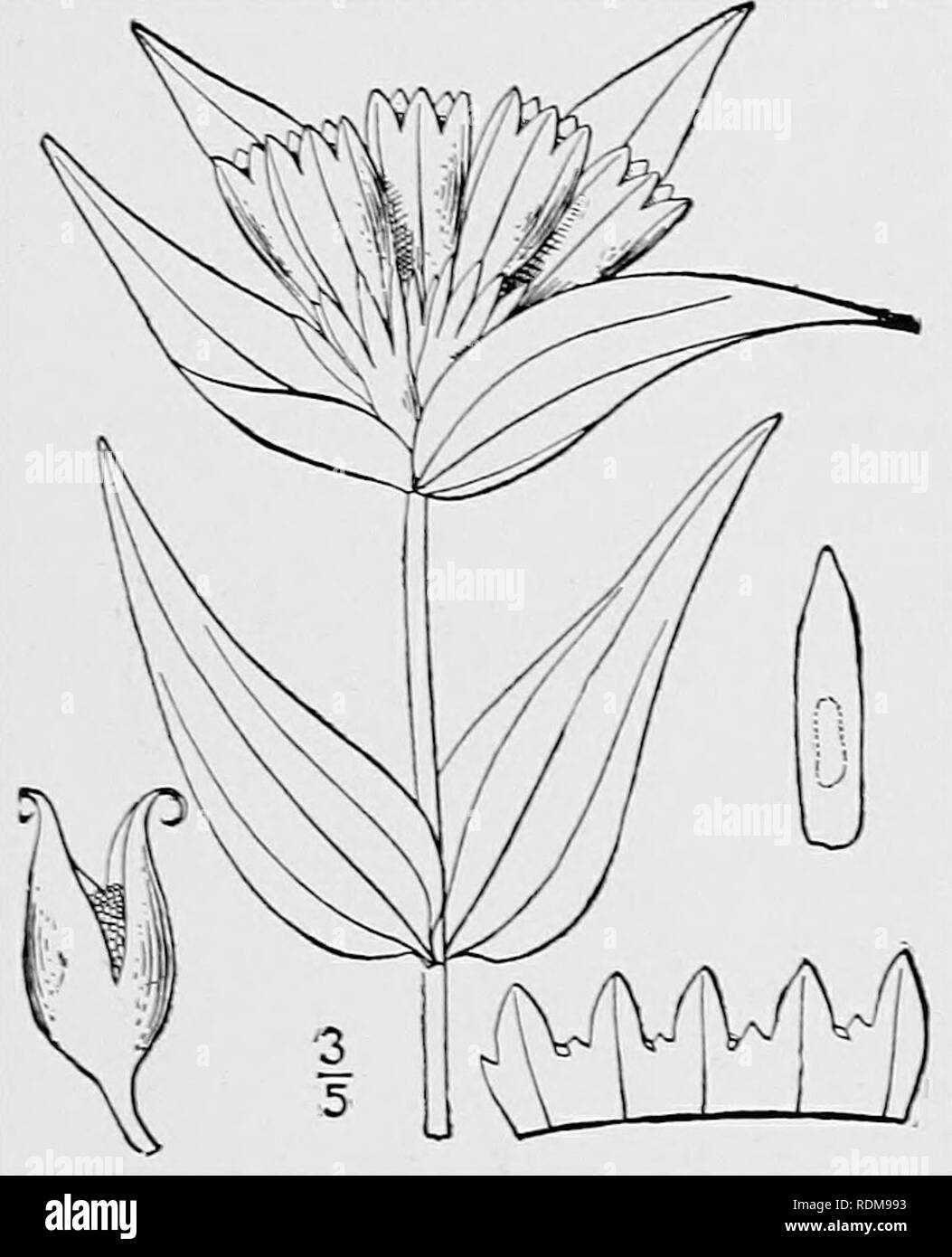Smooth margined hi-res stock photography and images - Alamy