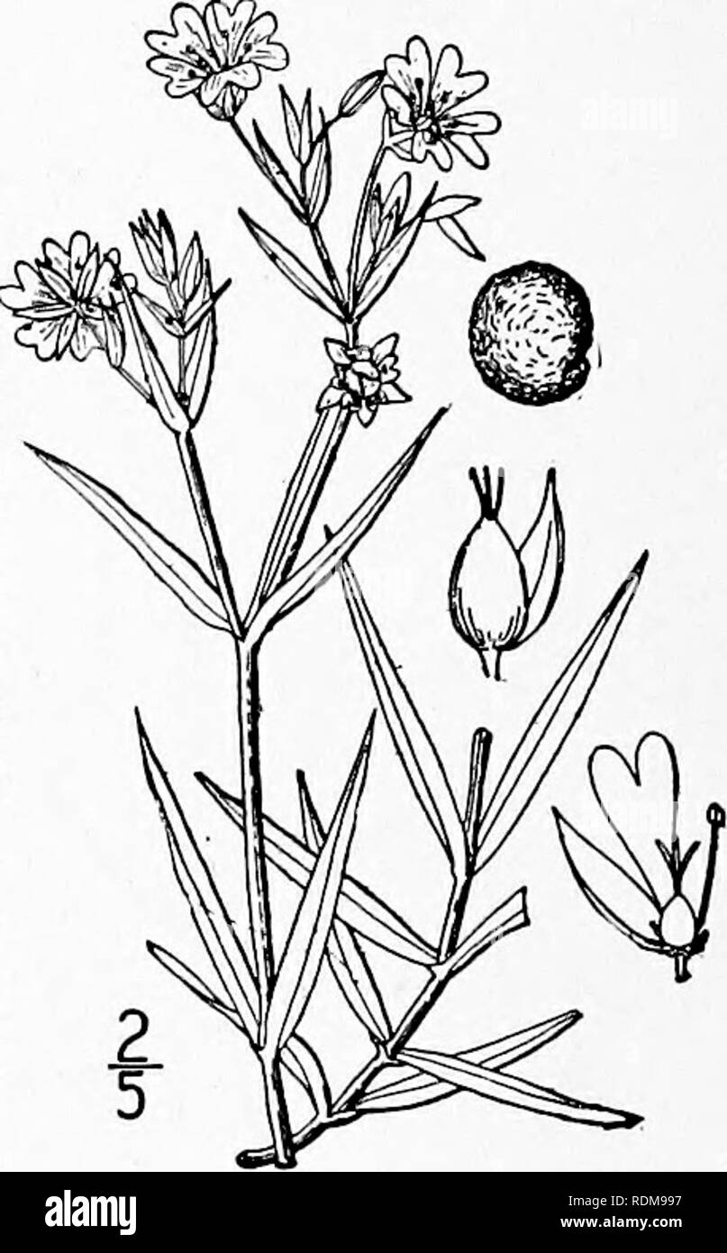 Glaucous perennial plant Black and White Stock Photos & Images - Alamy