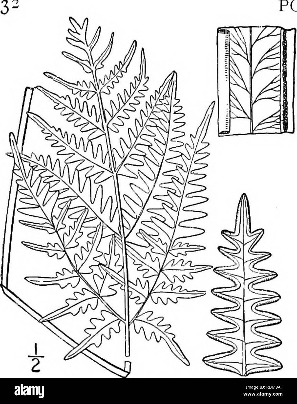 Bracken boundary Black and White Stock Photos & Images - Alamy