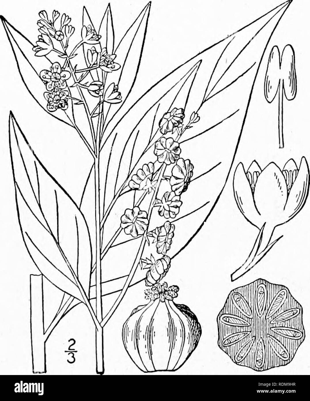 Phytolacca sp sp Black and White Stock Photos & Images - Alamy