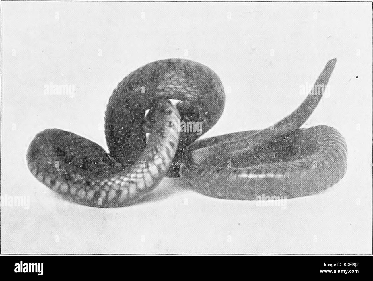 Largest british snake hi-res stock photography and images - Alamy