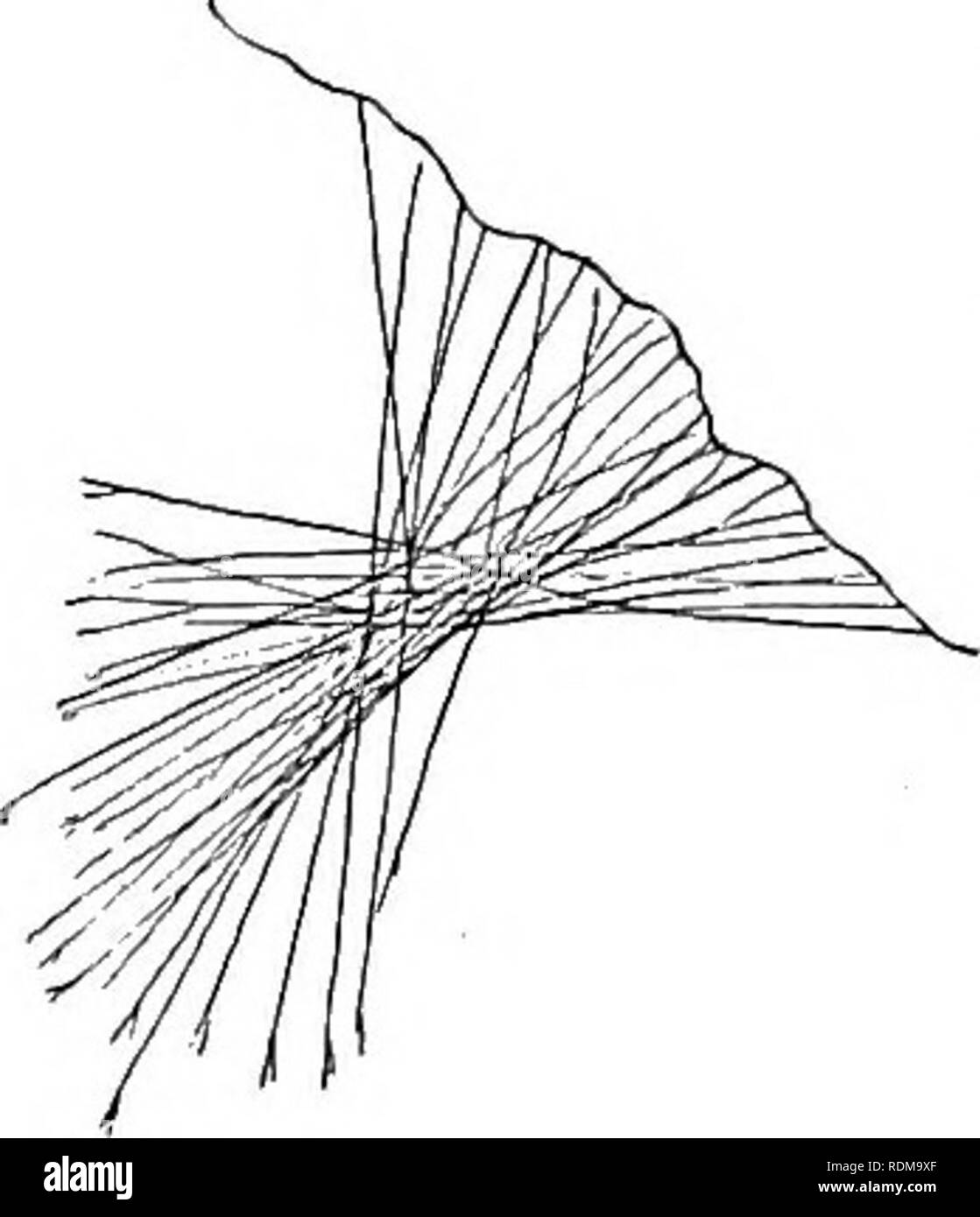 Insect species interaction Cut Out Stock Images & Pictures - Alamy