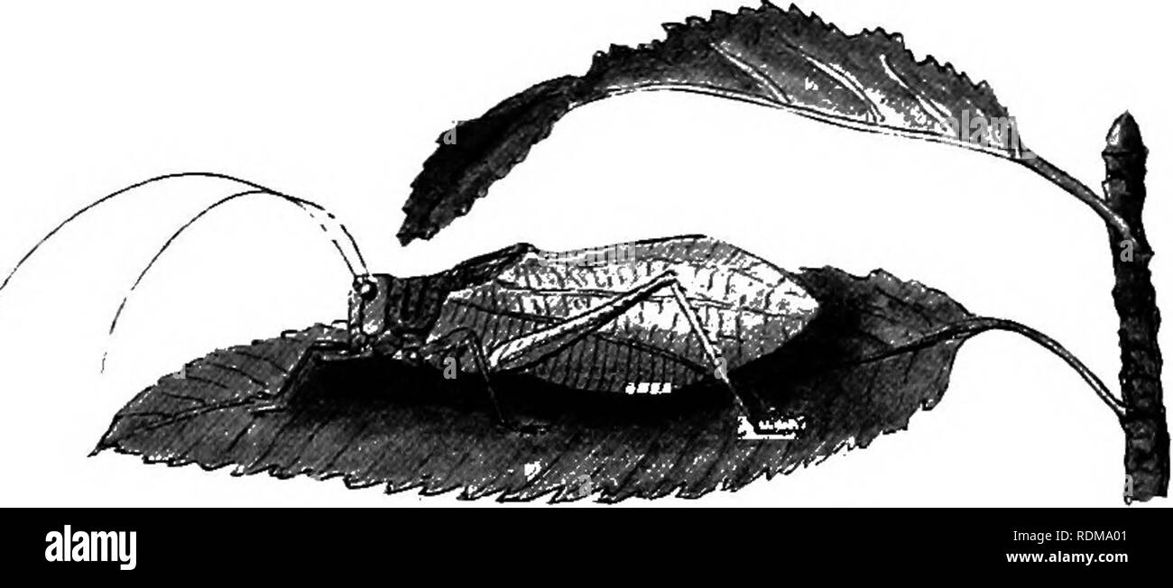 Insects katydid katydids insect Black and White Stock Photos & Images ...