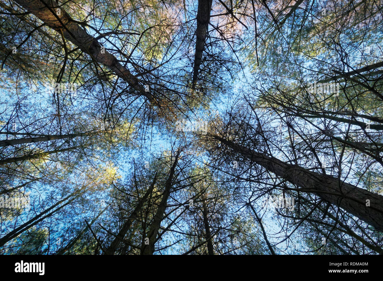 Looking up tall thin trunks of fir trees to a crown of foliage and the ...