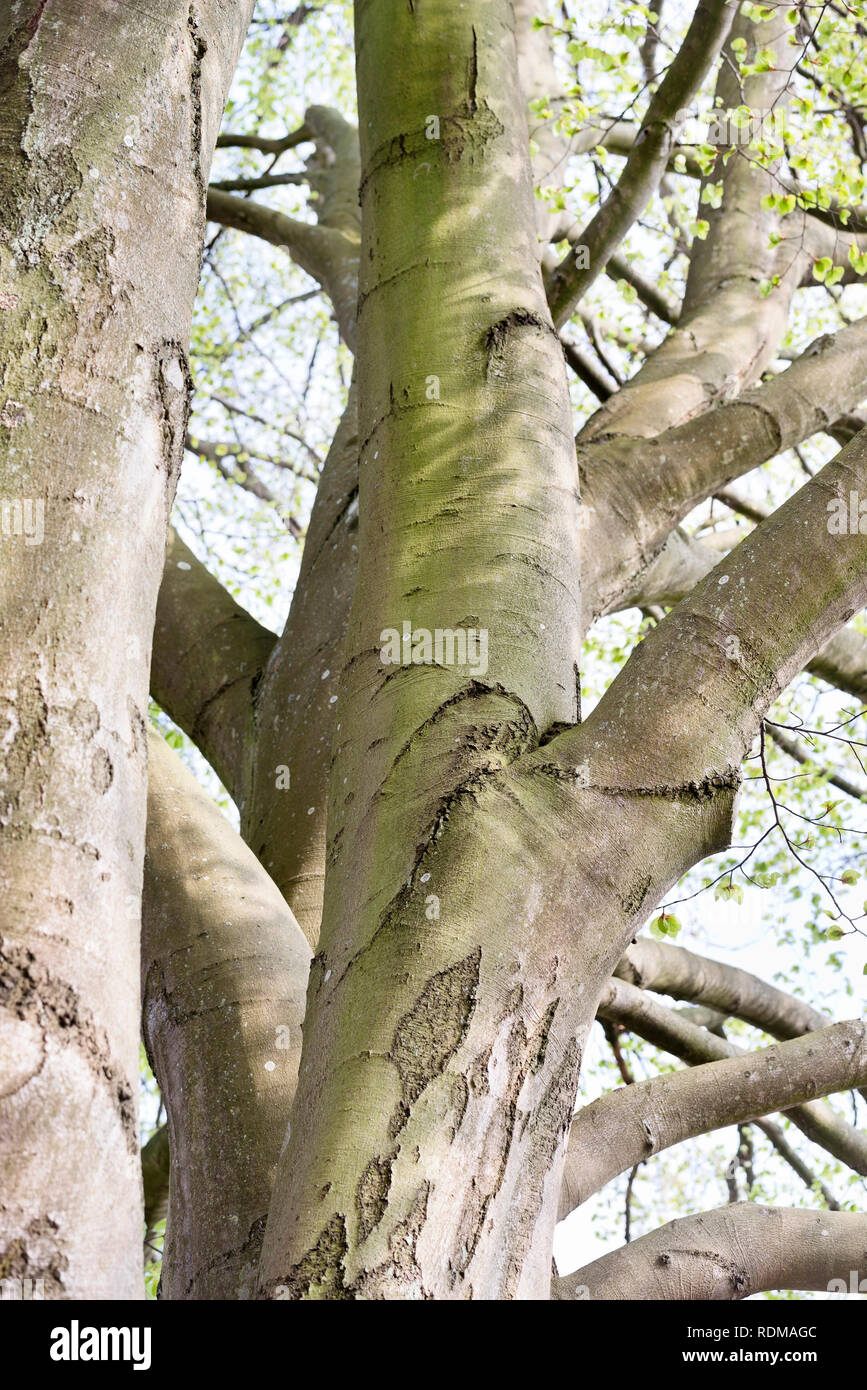 Tree trunk branch hi-res stock photography and images - Alamy