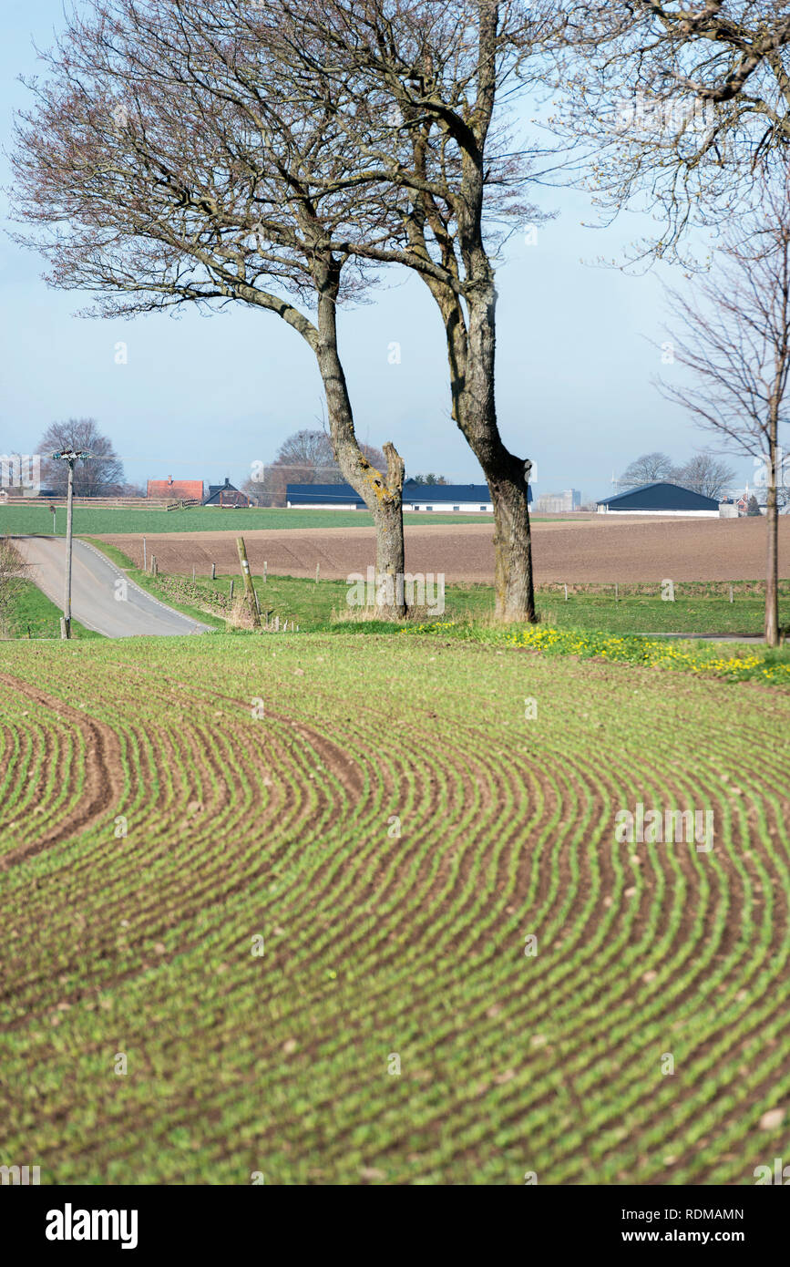 Field at spring Stock Photo - Alamy