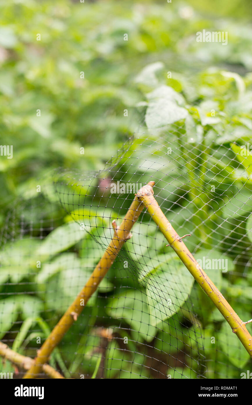 Green garden net hi-res stock photography and images - Alamy