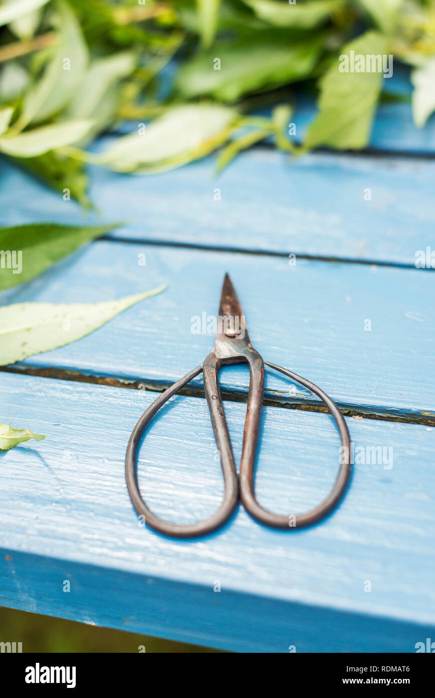 Close up of scissors hi-res stock photography and images - Alamy