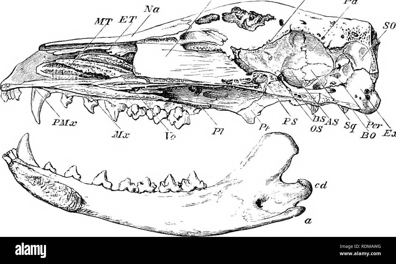 . The Cambridge natural history. Zoology. Fig. 77.—Front view of skull ...