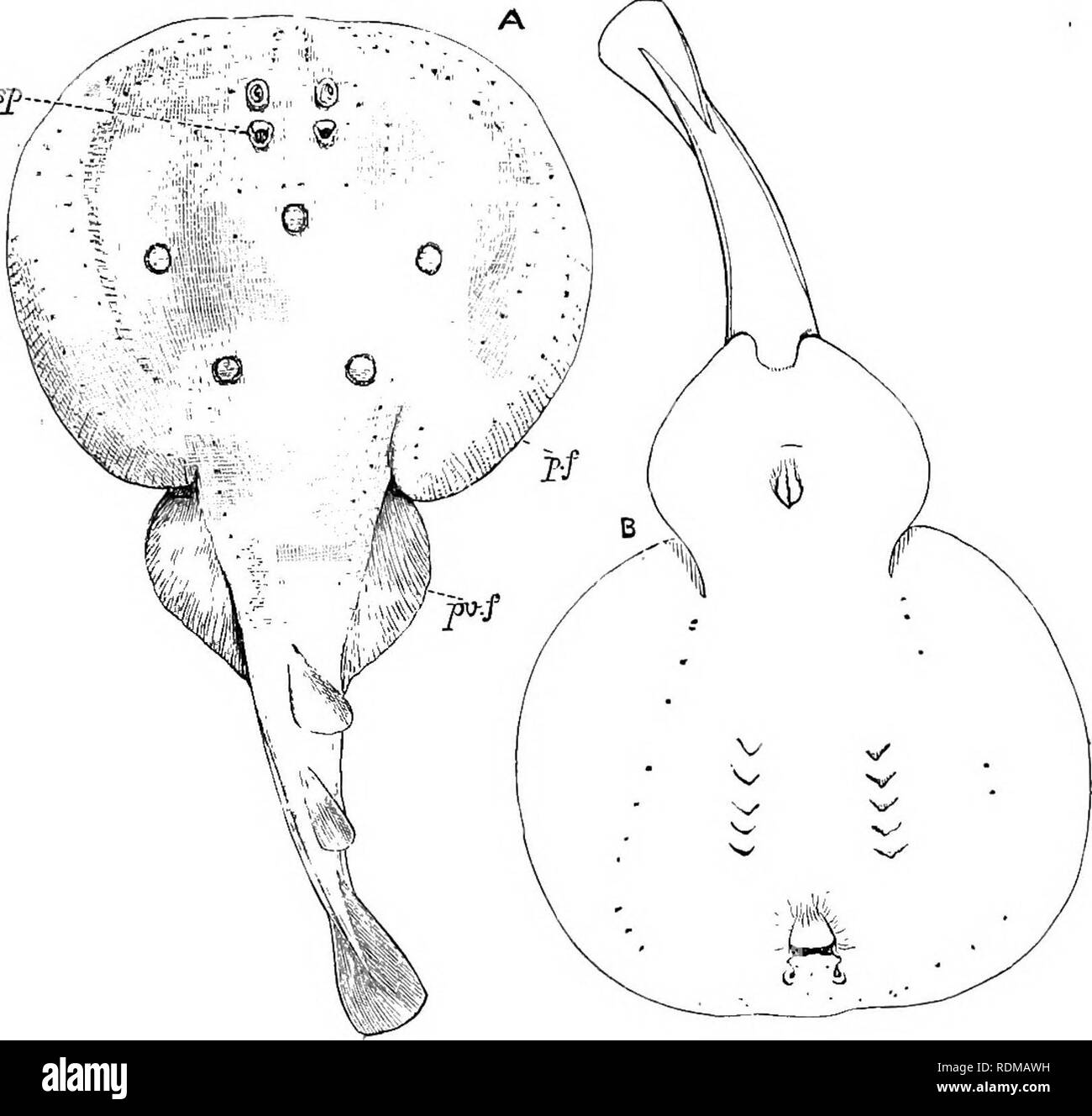 Two dorsal fins pectoral fin Cut Out Stock Images & Pictures - Alamy