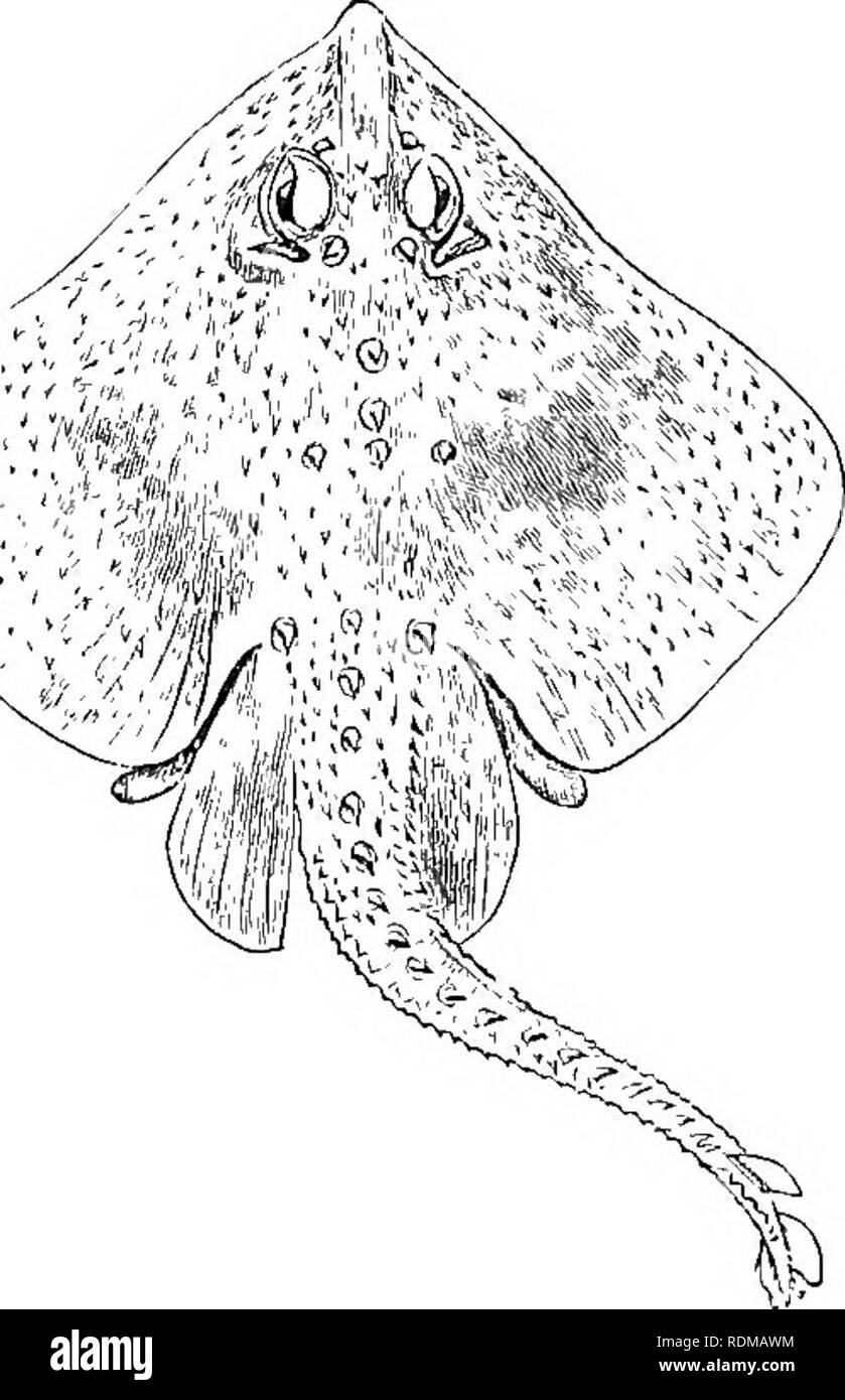 . The Cambridge natural history. Zoology. Fig. 264.—Raia murrayi, from ...