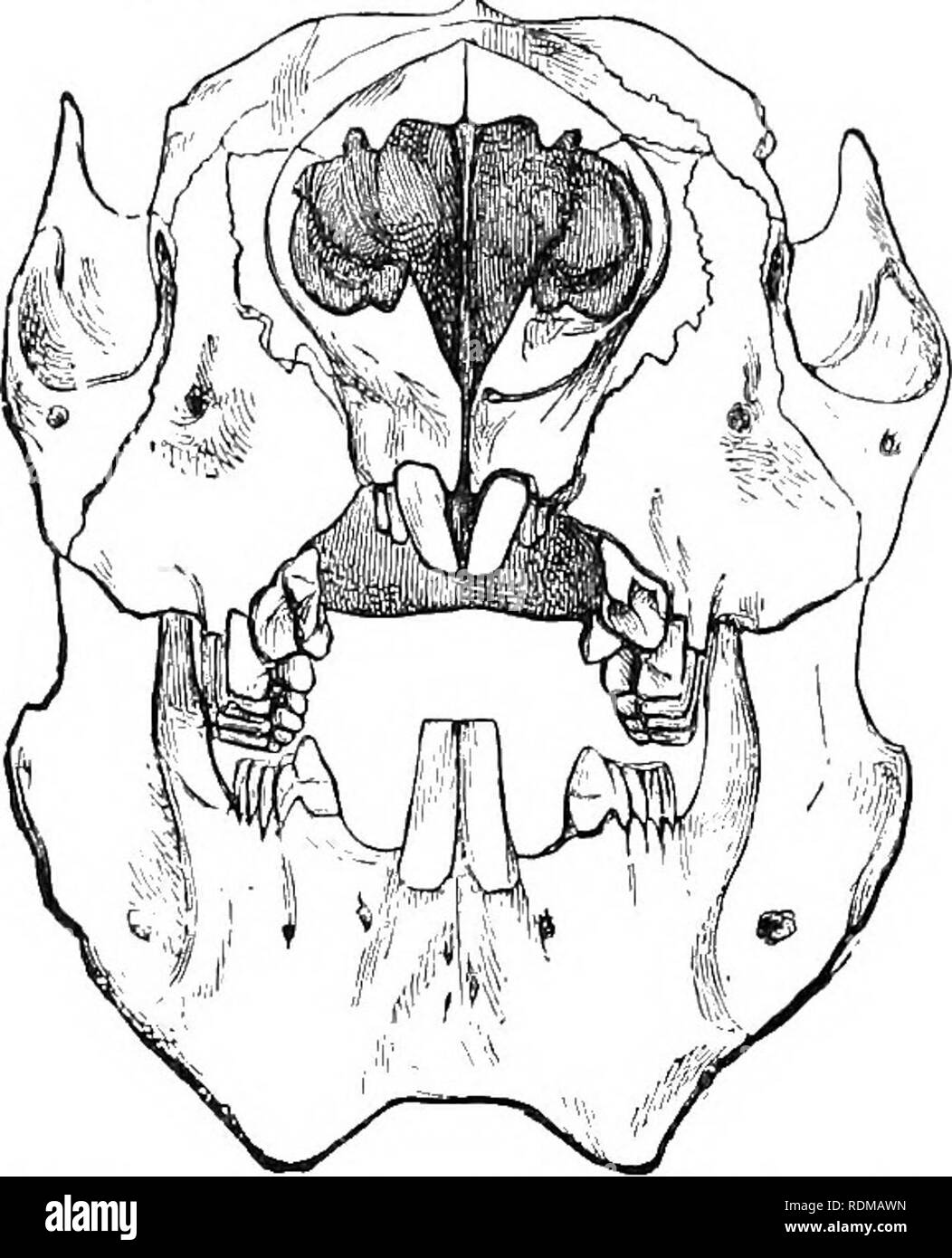 Ordinary wolf hi-res stock photography and images - Alamy